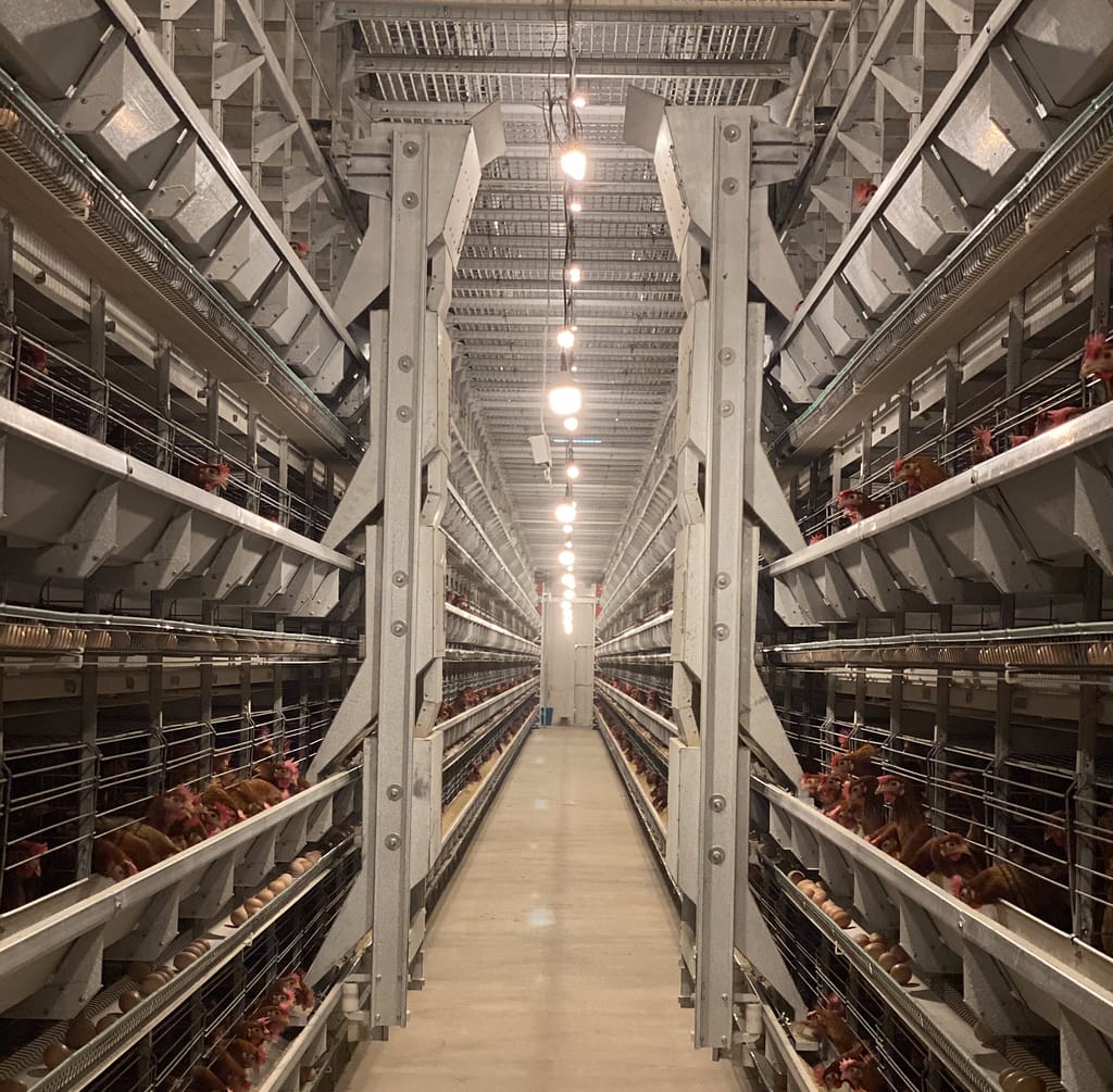 Layer cage feeding systems - Catchoe - China poultry equipment & modern ...