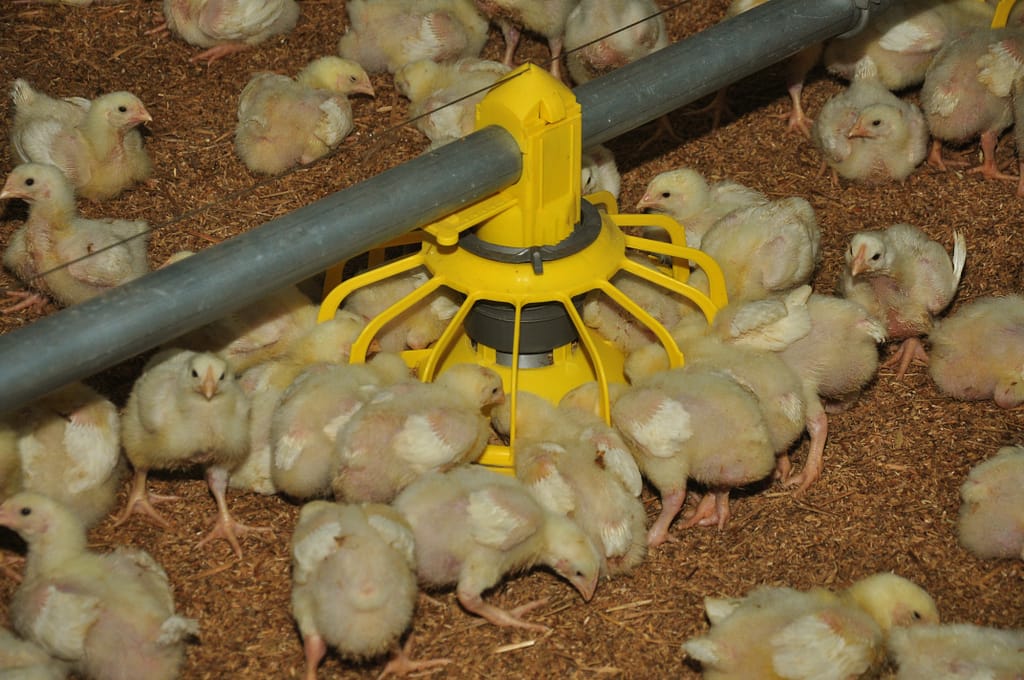 Broiler feeding system