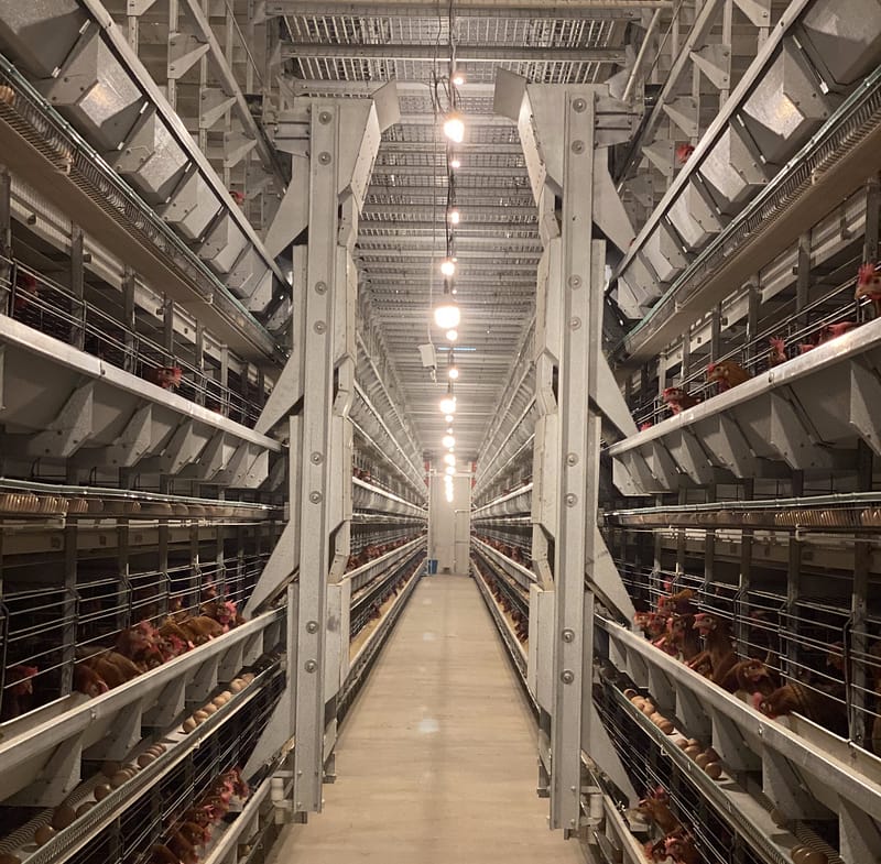 Layer cage feeding systems - Catchoe - China poultry equipment & modern ...