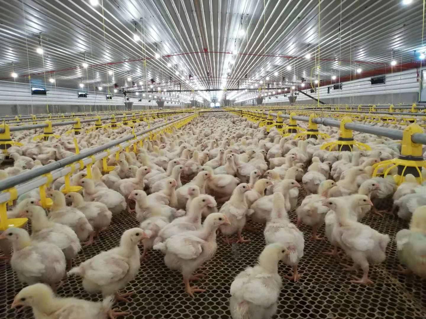 Philippines CCS4 - Catchoe - China poultry equipment & modern farm ...