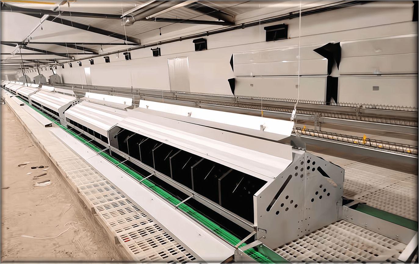 Brunei breeder project - Catchoe - China poultry equipment & modern ...
