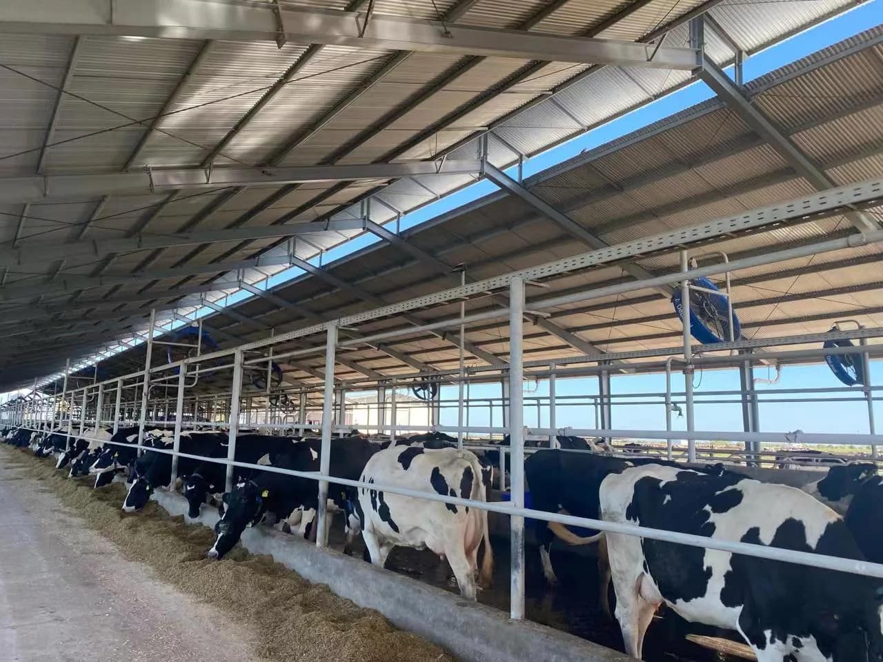 Cow house - Catchoe - China poultry equipment & modern farm building ...